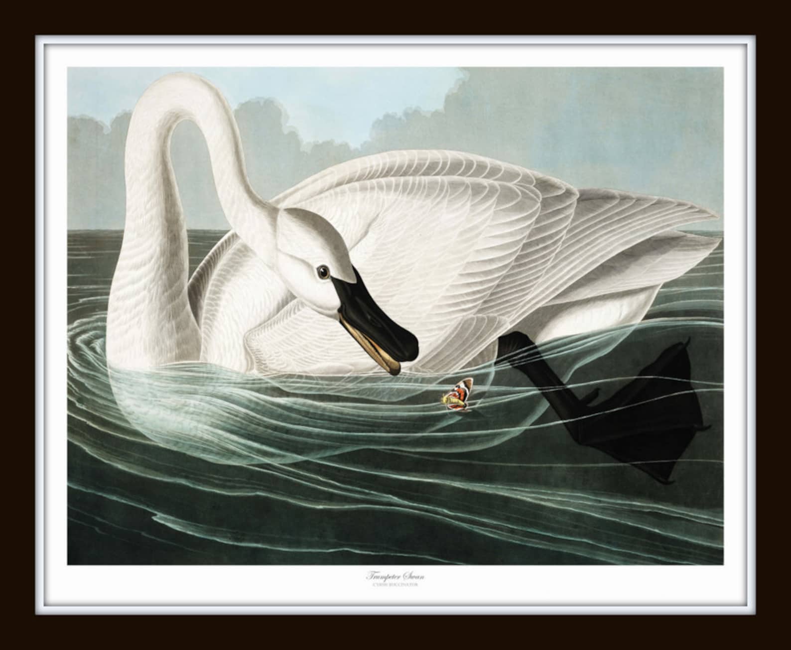Vintage Audubon Swans Print Set, Birt Prints, Vintage Bird Prints ...