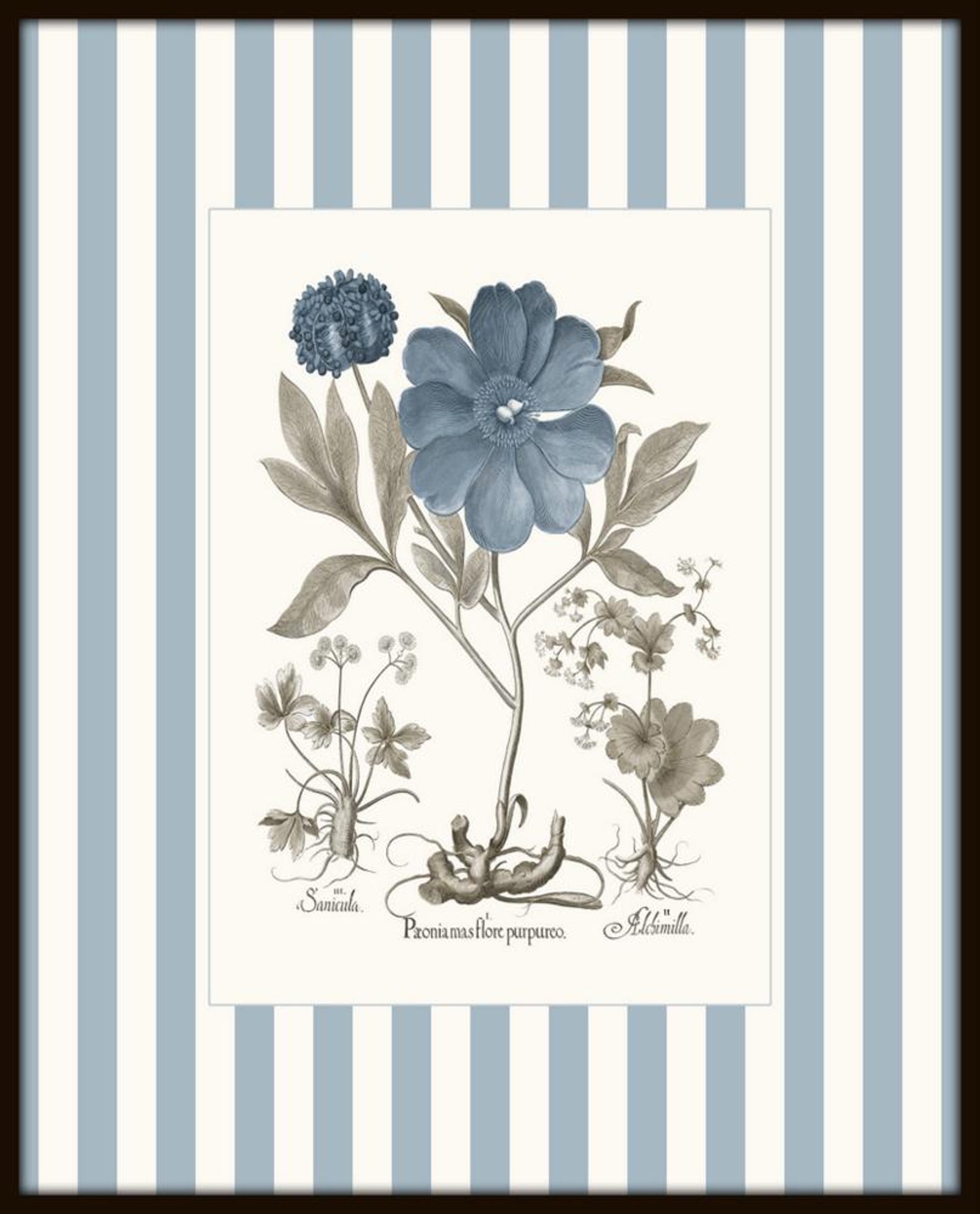 Blue Stripe Sepia and Blue Botanical Art, Set of Three Prints, Vintage ...
