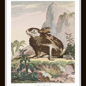 French Rabbits Print Set No. 1, Vintage Rabbit Prints, Giclee, French ...