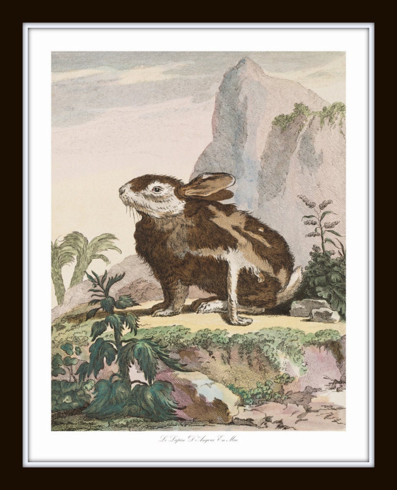 French Rabbits Print Set No. 1 Vintage Rabbit Prints Giclee | Etsy