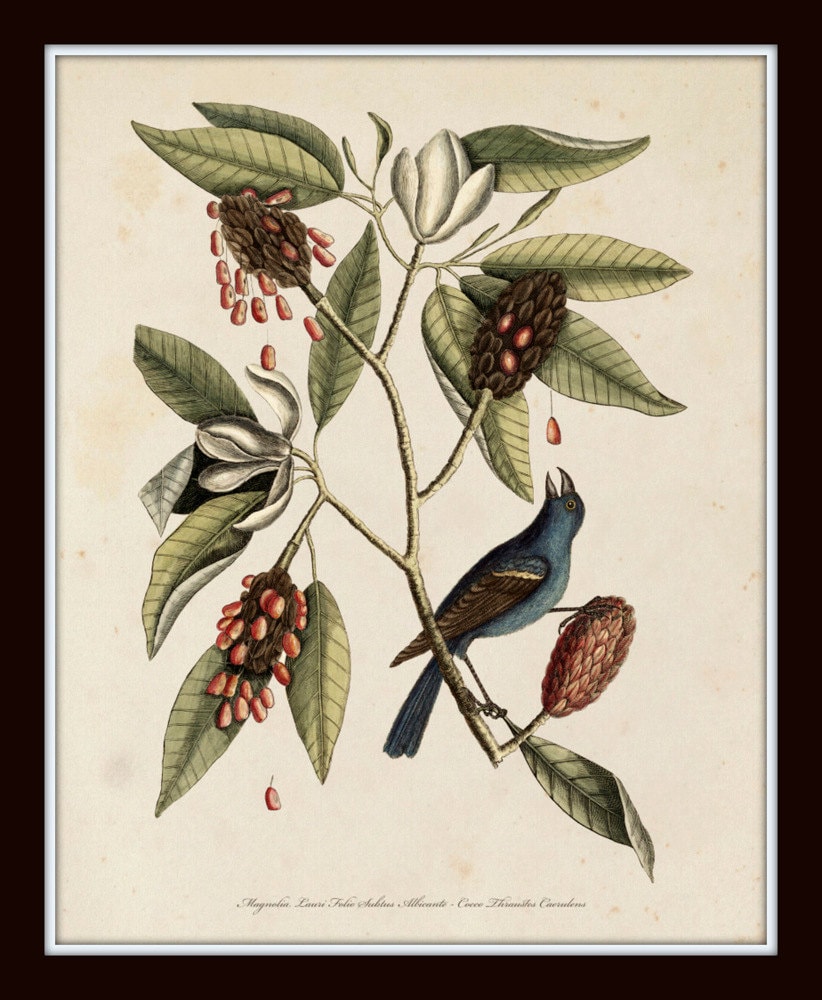 Bird and Botanical Print Set No. 5, Botanical Print Set, Vintage Bird ...