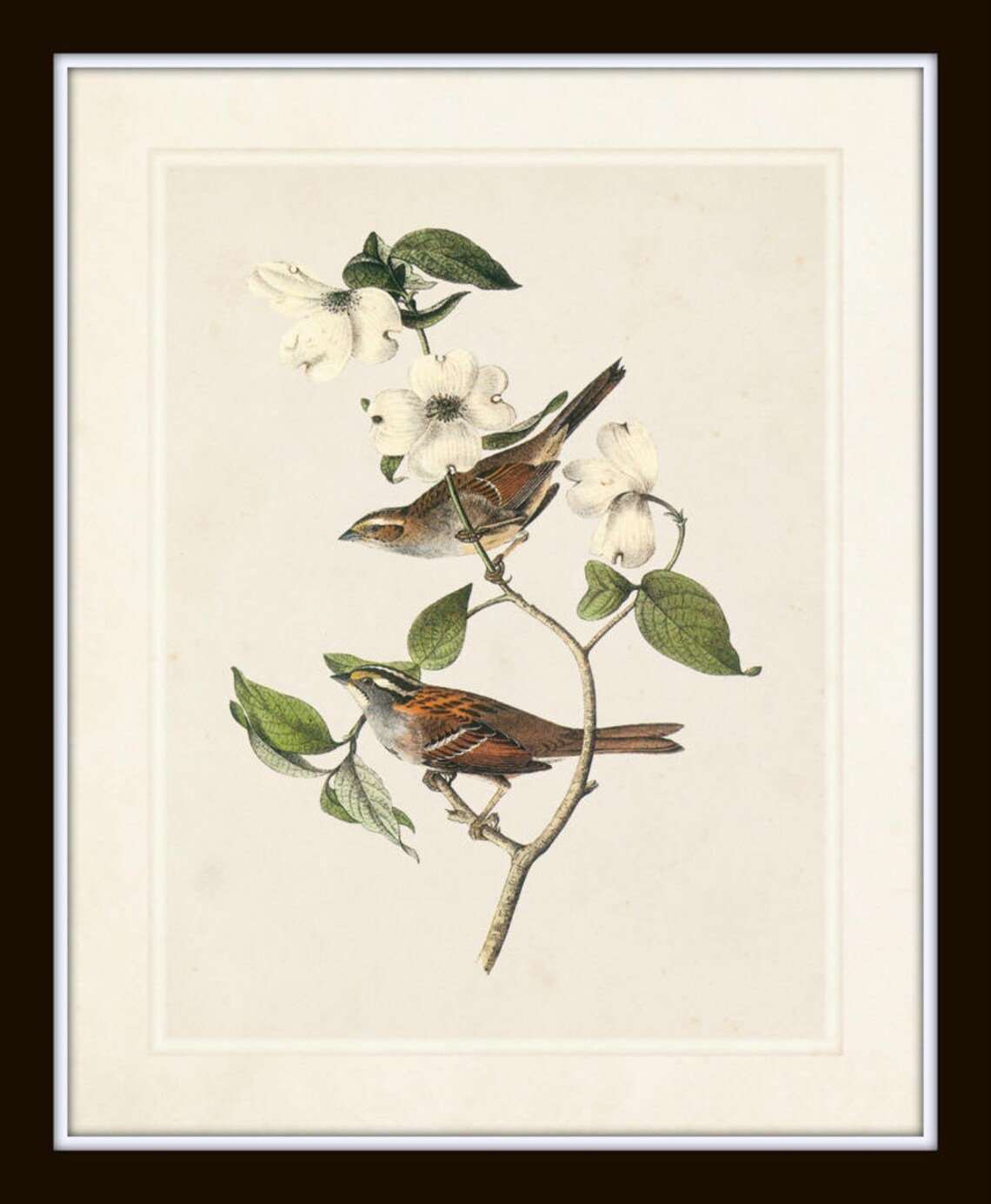 Vintage Aviary Print Set No. 5 Vintage Bird Prints Giclee - Etsy