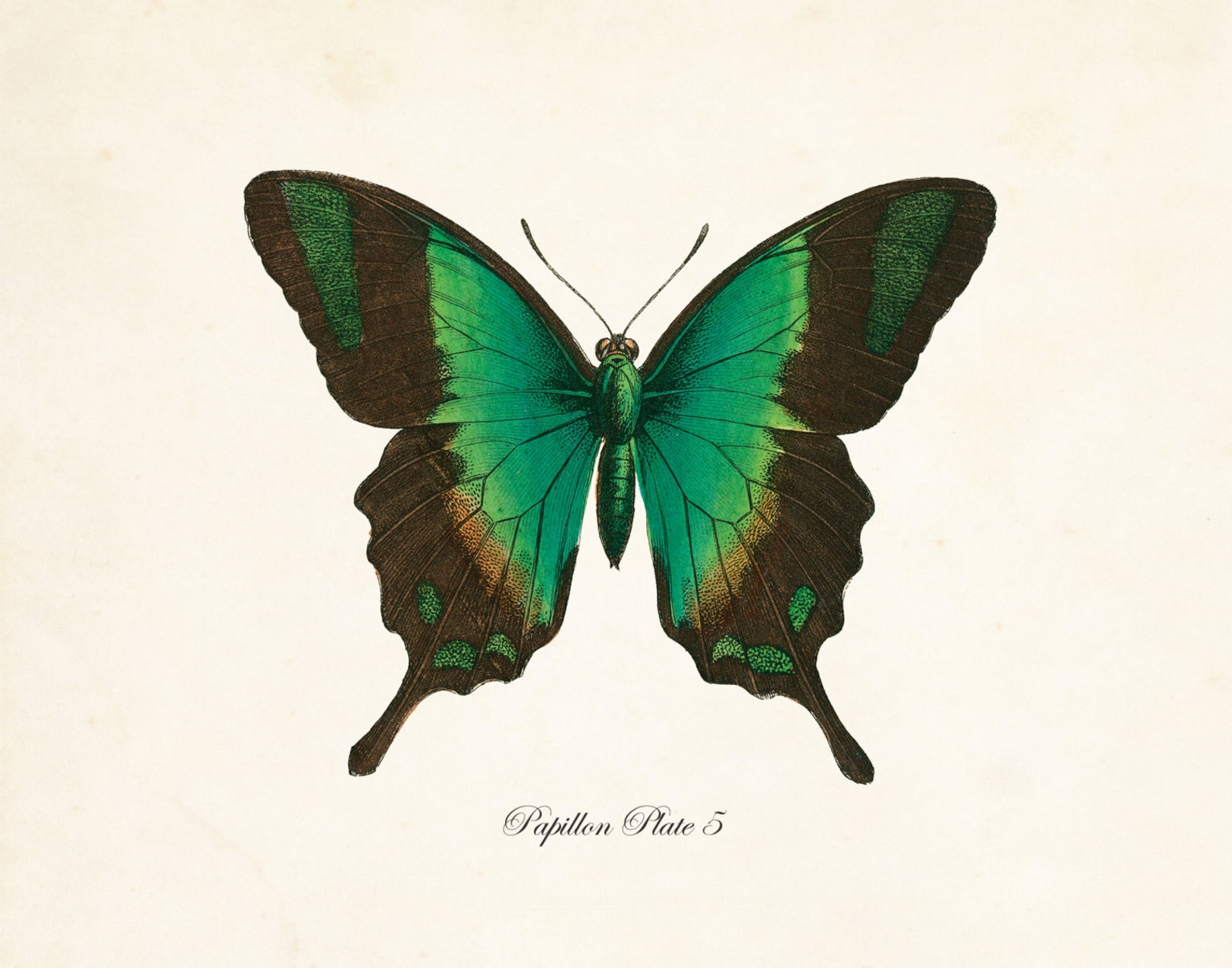 Papillon Butterfly Print Set No.12 Vintage Butterfly Art - Etsy