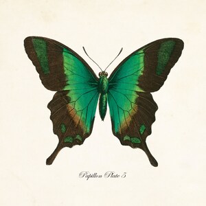 Papillon Butterfly Print Set No.12, Vintage Butterfly Art, Butterfly ...