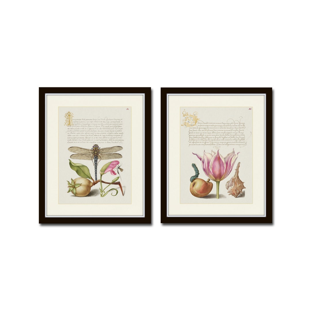 Botanical Calligraphy Print Set No. 1, Botanical Prints, Manuscript Art ...