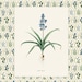 French Blue Botanical Print Set With Floral Block Print Border ...