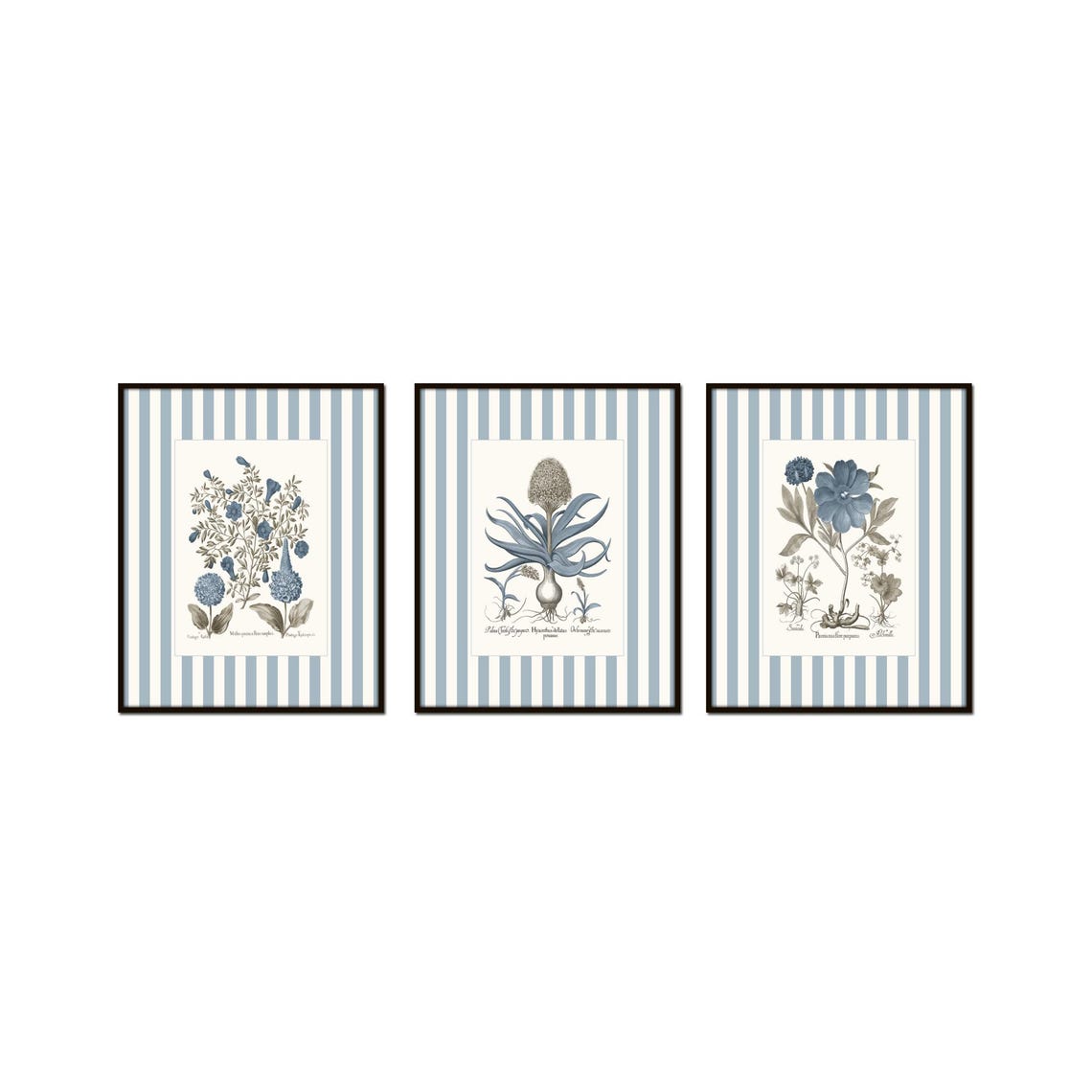 Blue Stripe Sepia and Blue Botanical Art, Set of Three Prints, Vintage ...