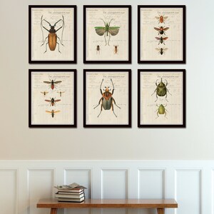 French Insect Study Print Set No. 1, Print Set, Giclee, Art, Insect Art ...