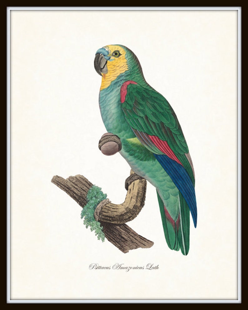 Vintage French Parrot Print Set Giclee Art Print Bird - Etsy