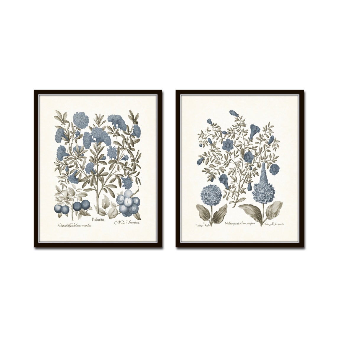 Vintage Sepia and Blue Print Set No. 8, Antique Botanical Prints ...