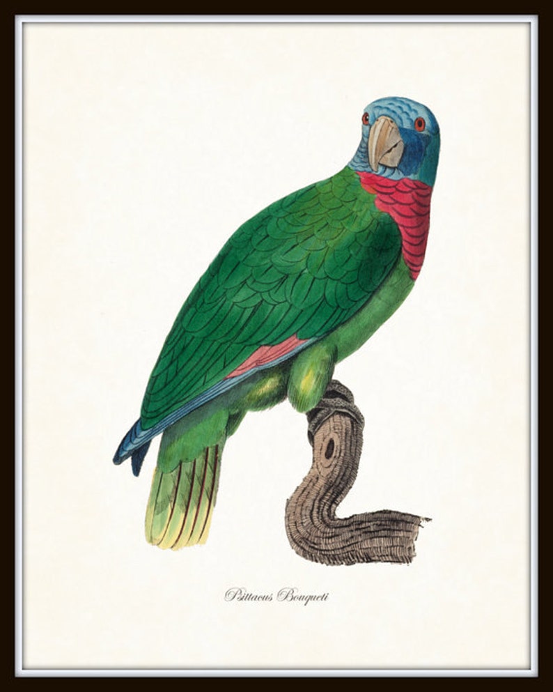 Vintage French Parrot Print Set Giclee Art Print Bird - Etsy