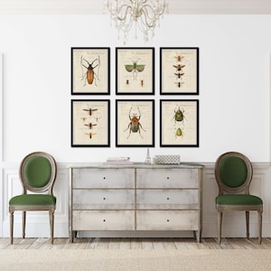 French Insect Study Print Set No. 1, Print Set, Giclee, Art, Insect Art ...