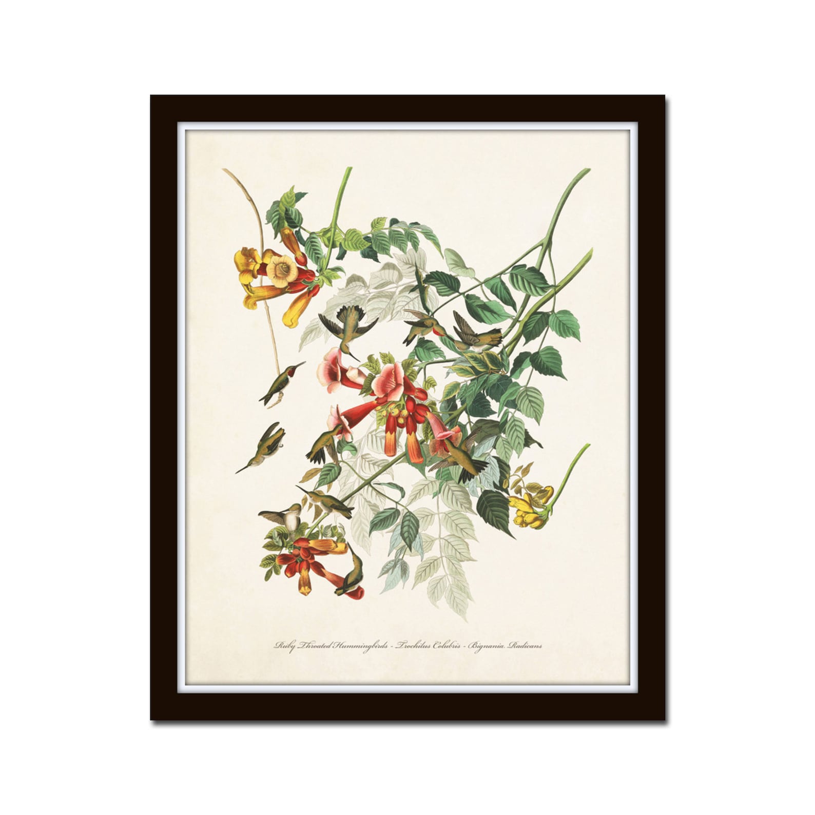 Vintage Audubon Ruby Throated Hummingbirds, Bird Prints, Giclee ...