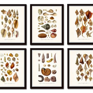 Antique Seashell Print Set, Shell Prints, Canvas Art, Wall Art, Beach ...