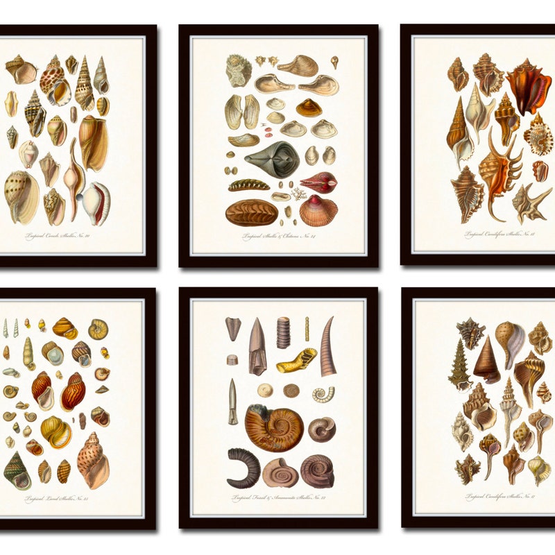 Vintage Seashell Art - Etsy