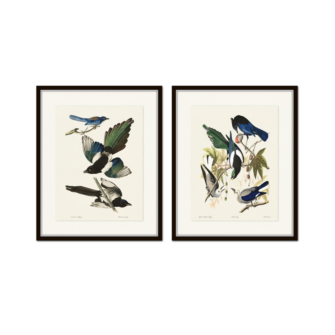 Audubon Birds Print Set No. 8, Blue Birds, Vintage Bird Prints, Bird ...