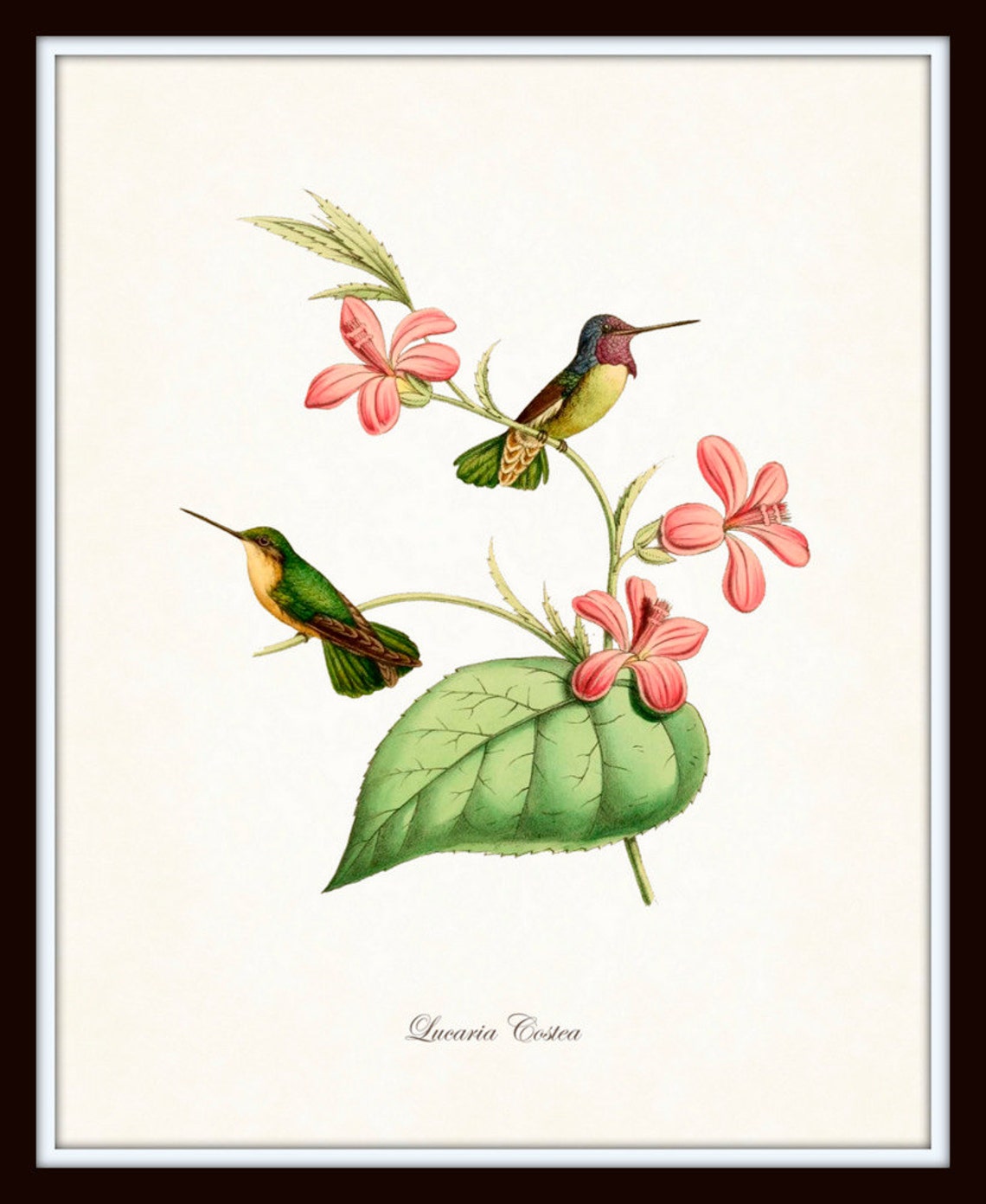 Hummingbird Print Set 1 Bird Prints Giclee Art Prints - Etsy
