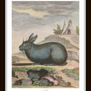 French Rabbits Print Set No. 1, Vintage Rabbit Prints, Giclee, French ...