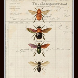 French Insect Study Print Set No. 1, Print Set, Giclee, Art, Insect Art ...