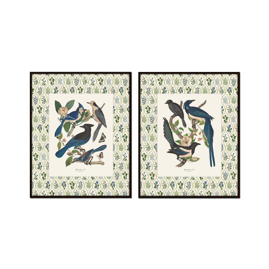 Vintage Blue Jay Bird Print Set With Floral Border, Vintage Bird Prints ...