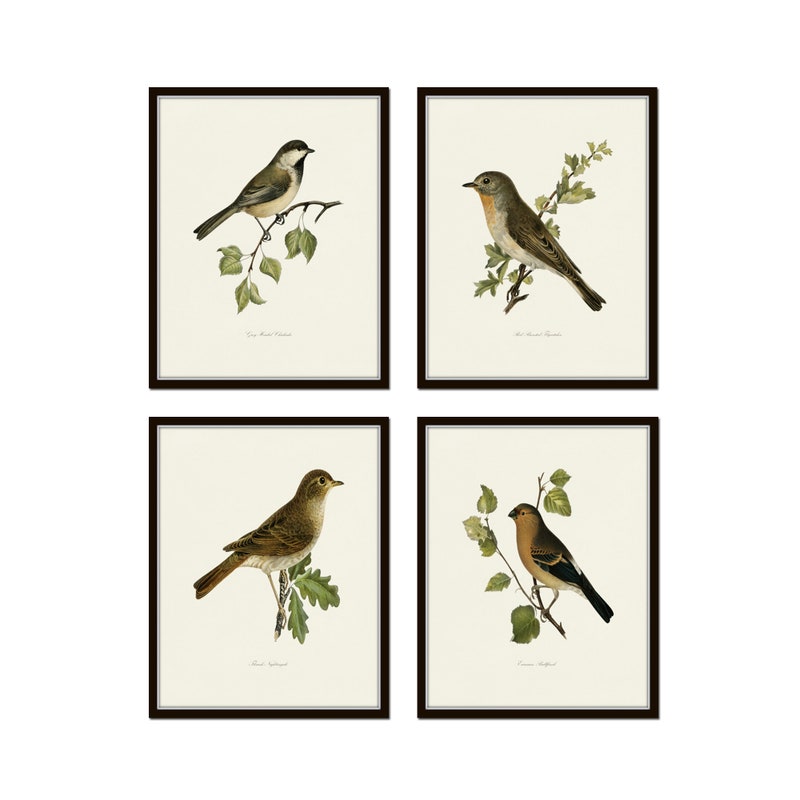 Bird Art - Etsy