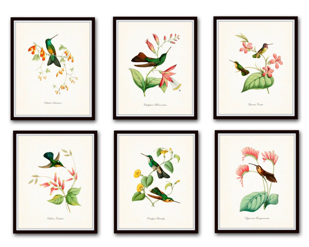 Hummingbird Print Set 1, Bird Prints, Giclee, Art Prints, Tropical Bird ...