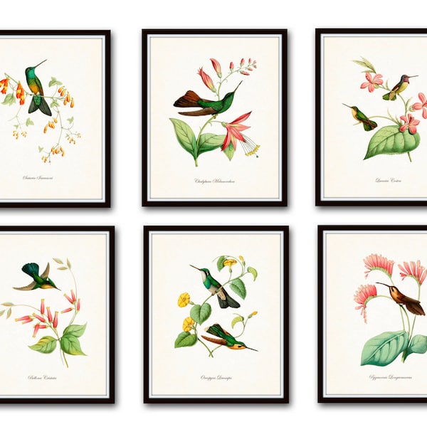 Hummingbird Prints - Etsy