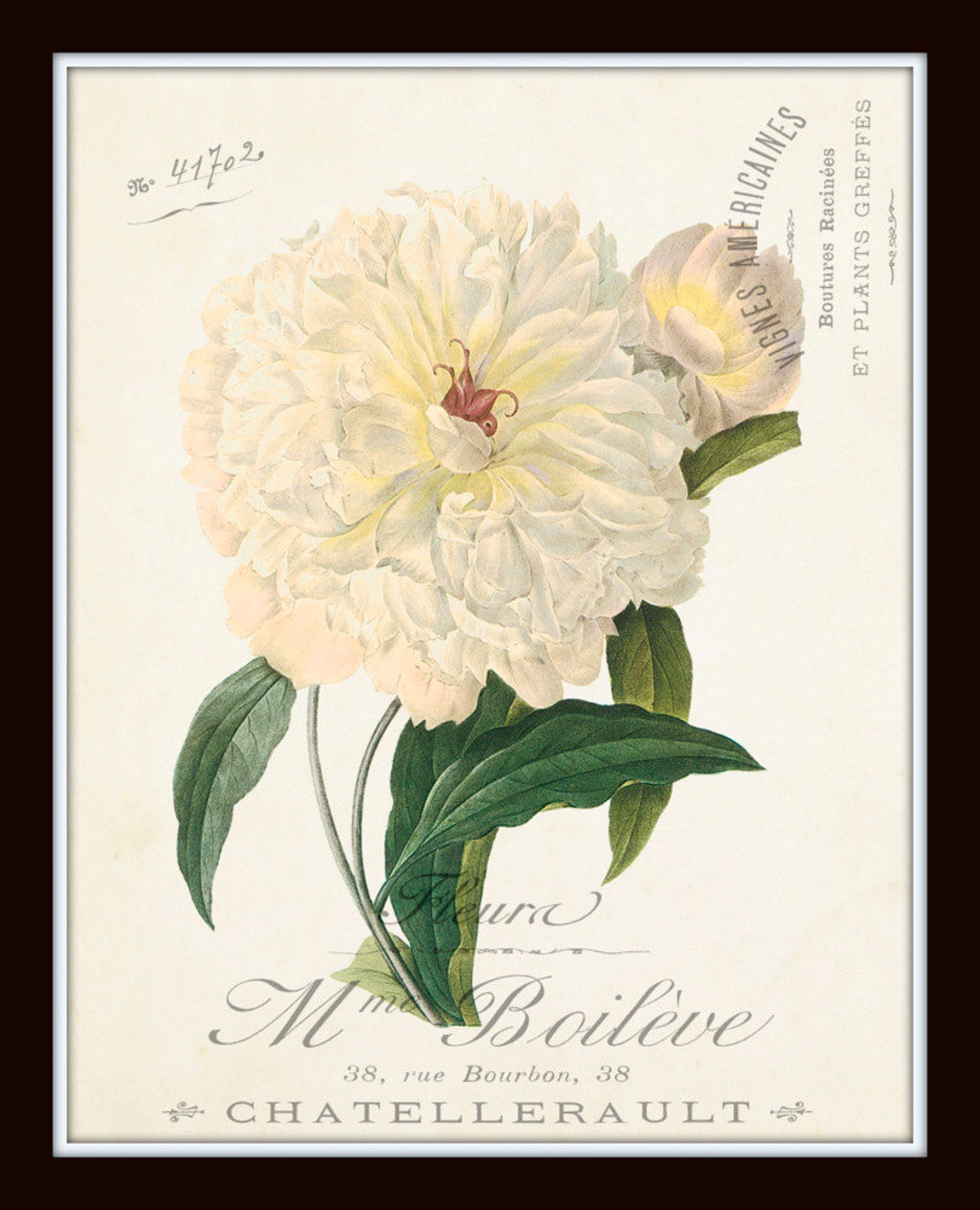 White Botanical Collage Print Set No. 4, Antique Botanical, Wall Art ...