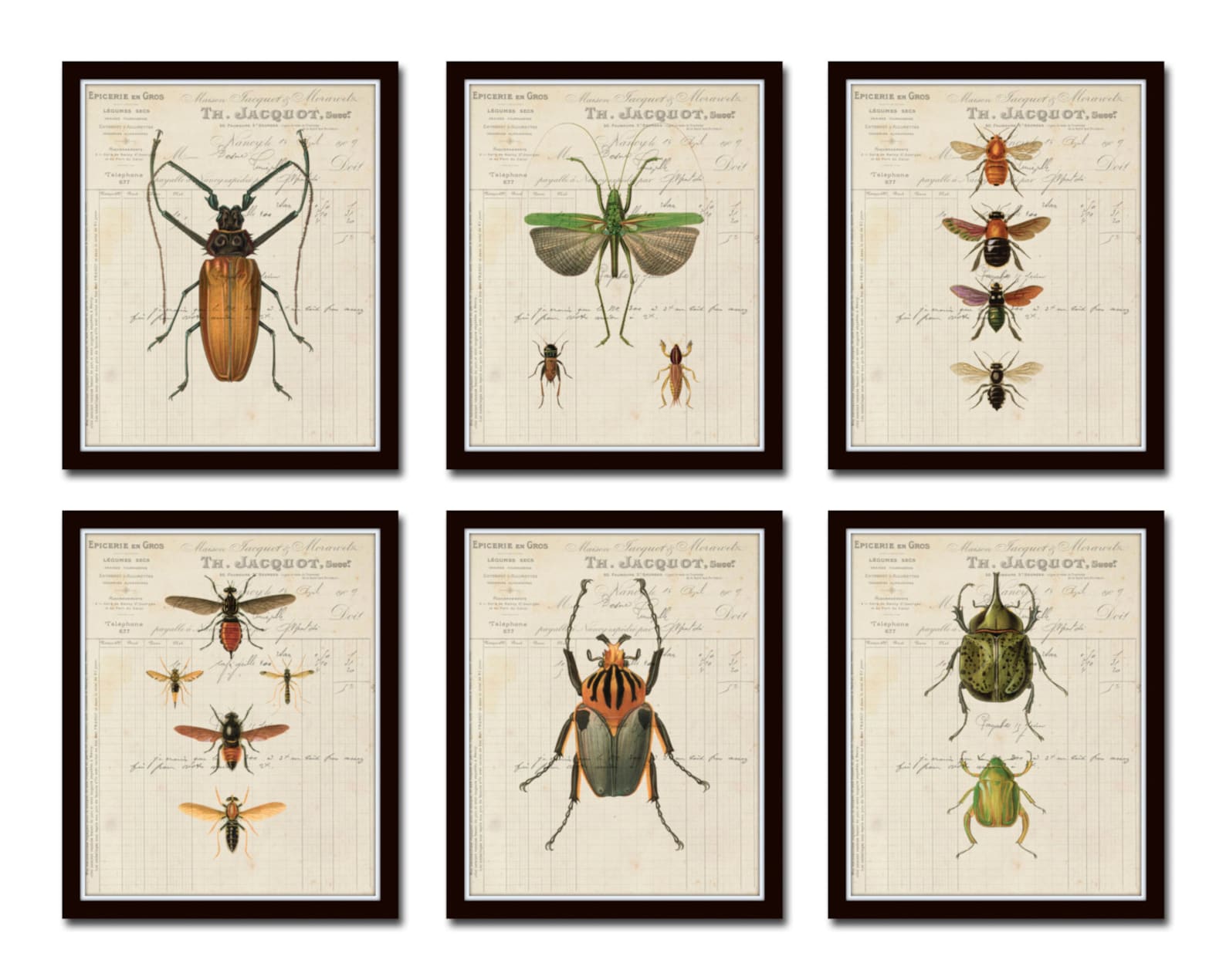 French Insect Study Print Set No. 1 Print Set Giclee Art - Etsy
