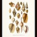 Antique Seashell Print Set, Shell Prints, Canvas Art, Wall Art, Beach ...
