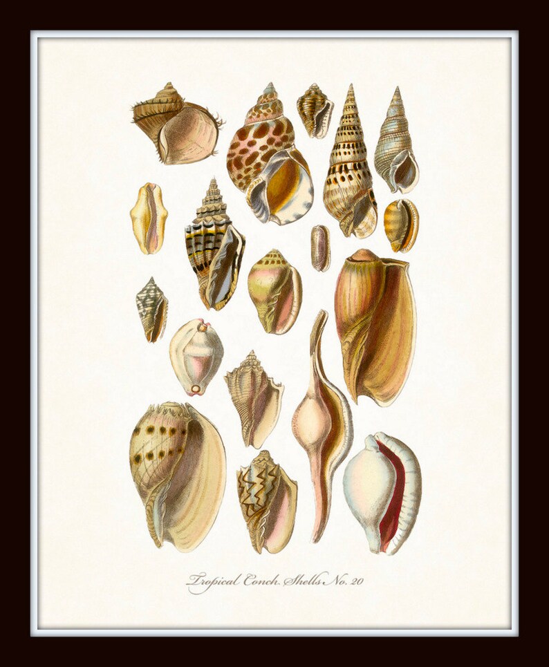 Antique Seashell Print Set Shell Prints Shell Art Wall Art | Etsy