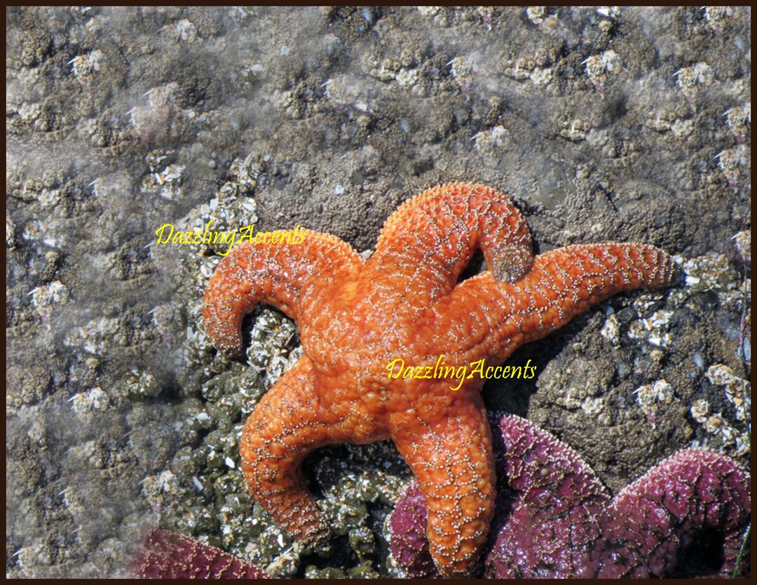 Starfish Sea Star Digital Download Picture Using Unique Mixed Software ...