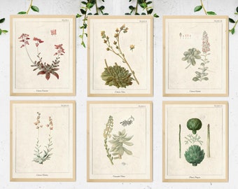 Succulent Wall Art - Etsy