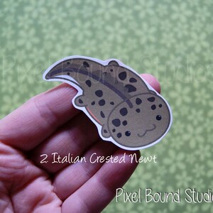 Marbled and Crested Newt Stickers and Magnets - Etsy