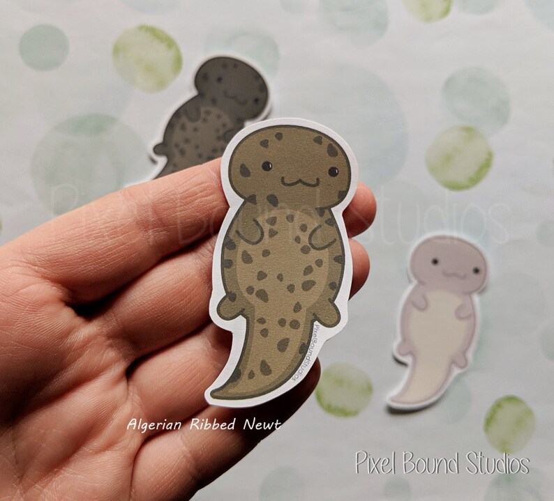 Spanish Ribbed Newt Stickers and Magnets - Etsy