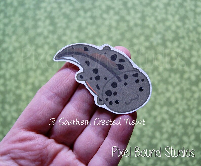 Marbled & Crested Newt Stickers and Magnets | Customizable Colors - Etsy