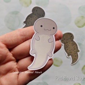 Spanish Ribbed Newt Stickers and Magnets - Etsy