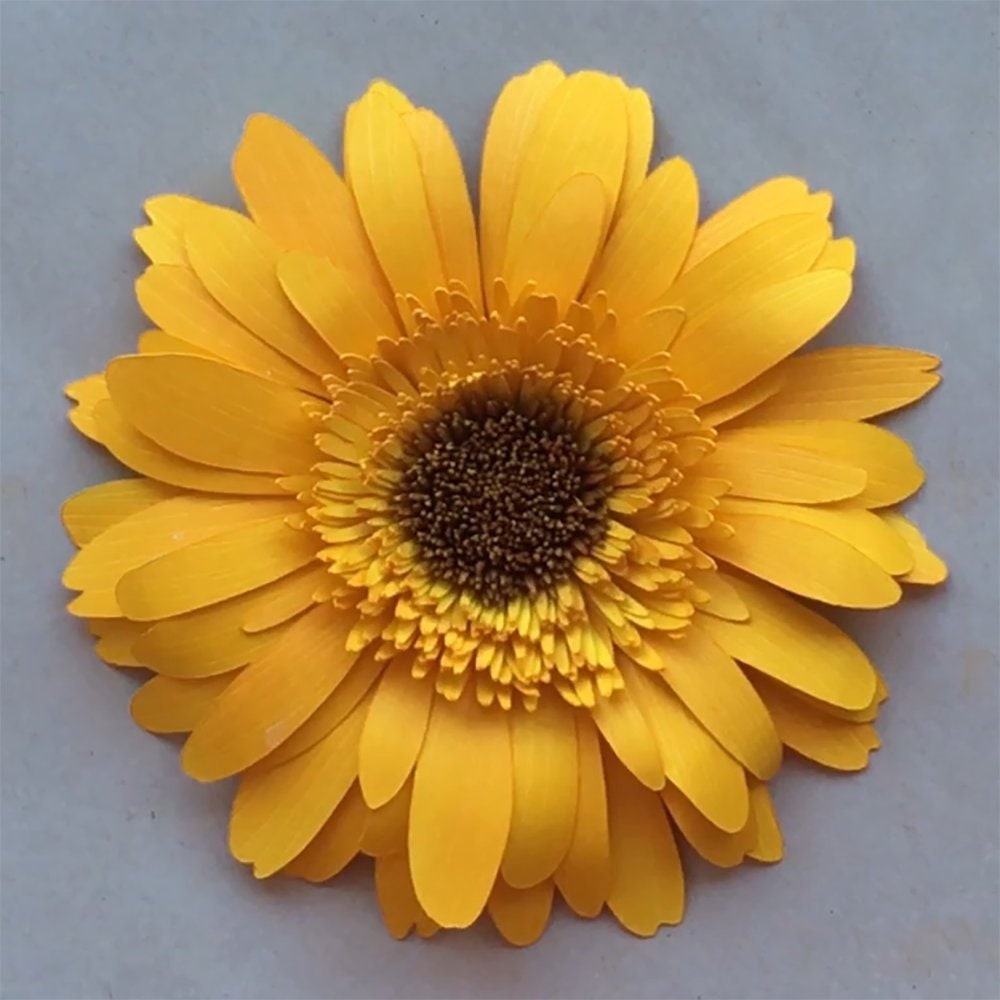 Gerbera Daisy 5 3D Paper Flower Template for Cricut and - Etsy