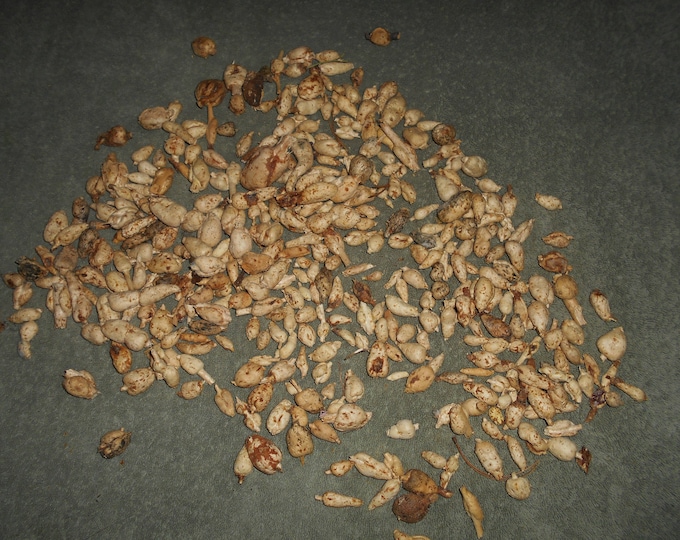 Tears of the Dryad AKA Baby Burls - Etsy