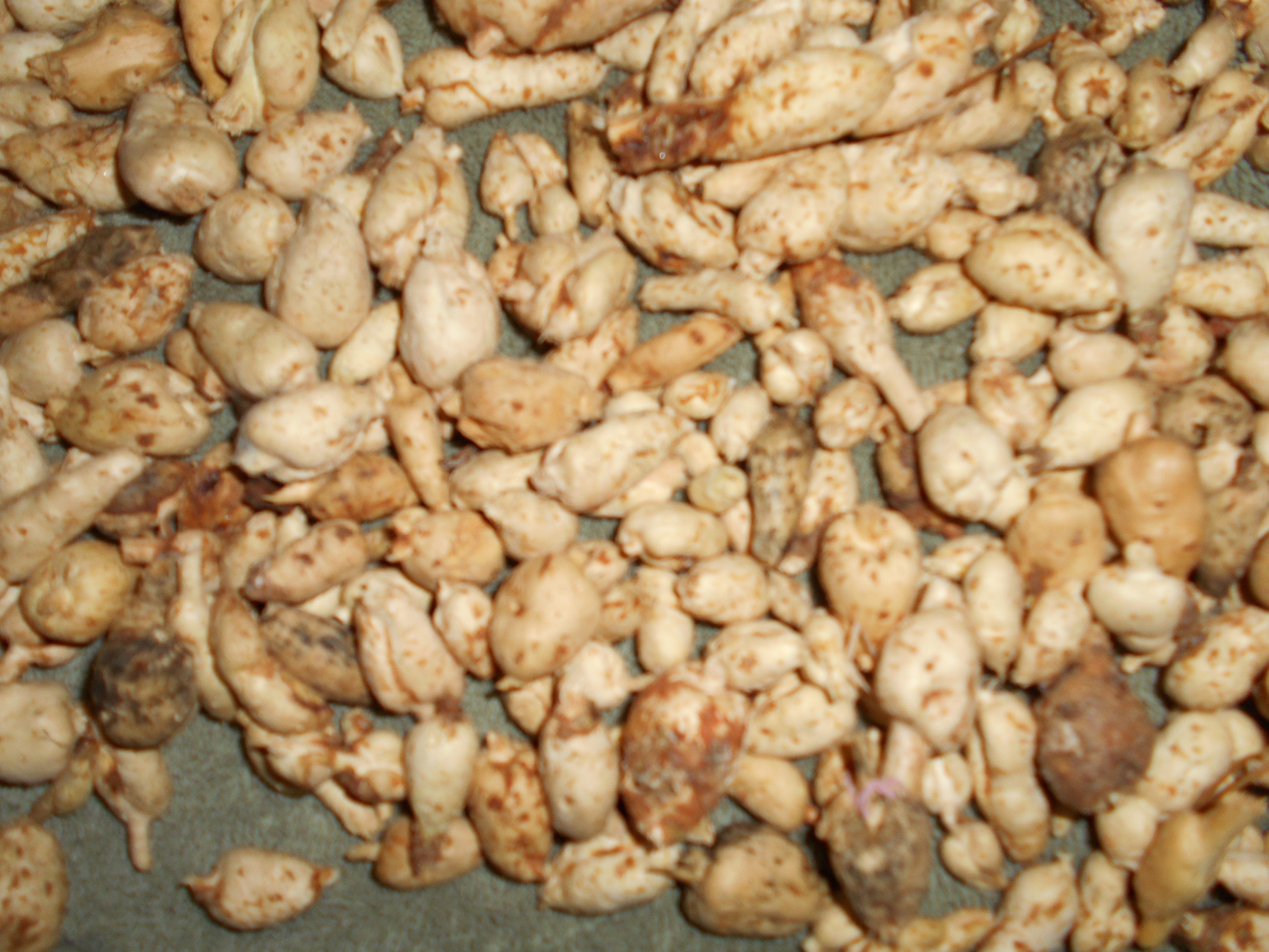 Tears of the Dryad AKA Baby Burls - Etsy