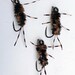 3 Tungsten Stonefly Nymphs: Pat's Rubber Legs Trout Flies, Size 12 - Etsy
