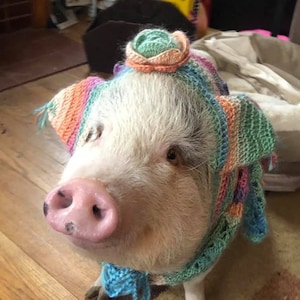 mini pig oink
