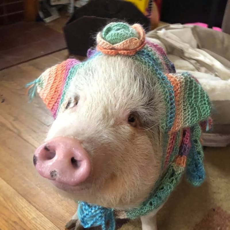 Mini Pig Clothes - Etsy