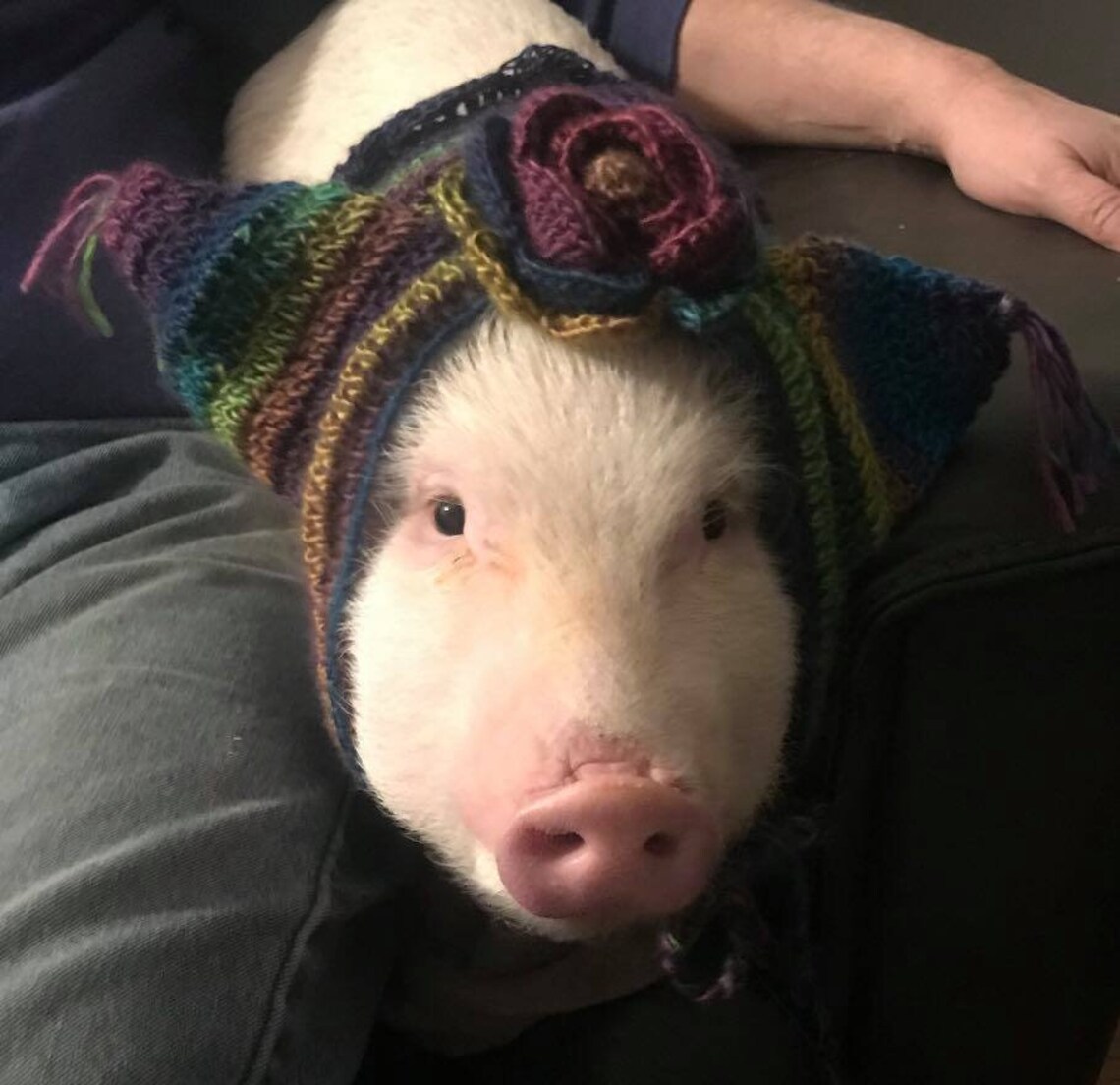 Unicorn Pig Hat - as in Hat for Your Pig Piggie Piglet Mini Pig Custom ...