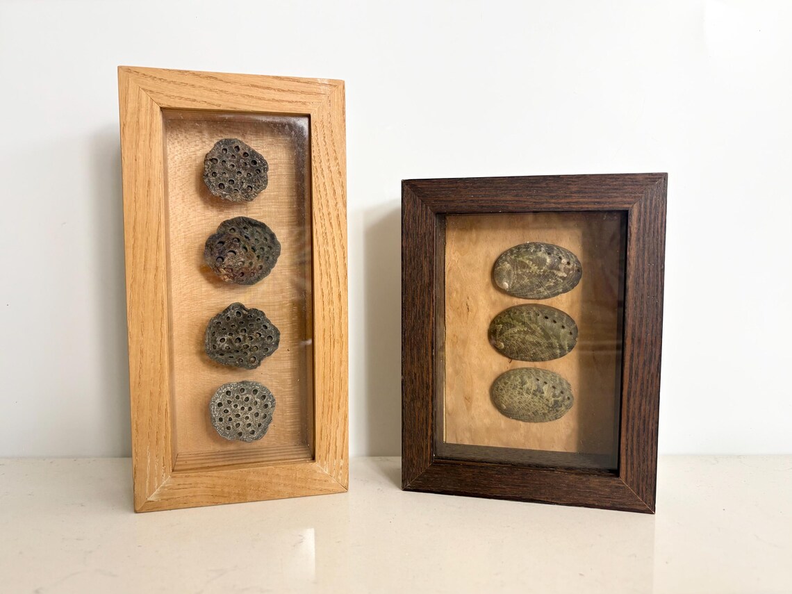 REDUCED Pair of Vintage Lotus Pod & Abalone Shell Specimen Shadowboxes ...