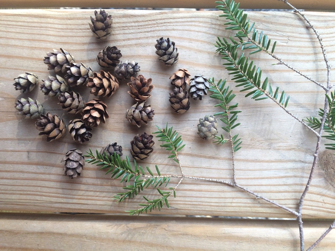 100 Mini Pinecones, Hemlock Tree Pinecones, 100 Pieces, Crafts, Rustic Decor, Supplies, Woodland ...
