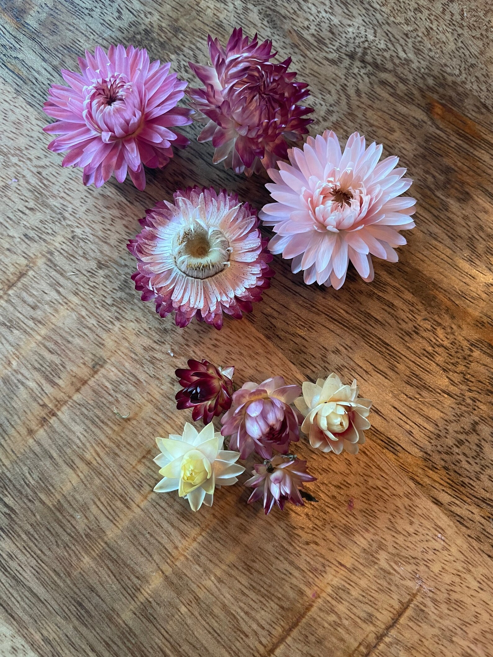 Collection of Teeny Tiny Strawflowers and Gomphrena Babies | Etsy