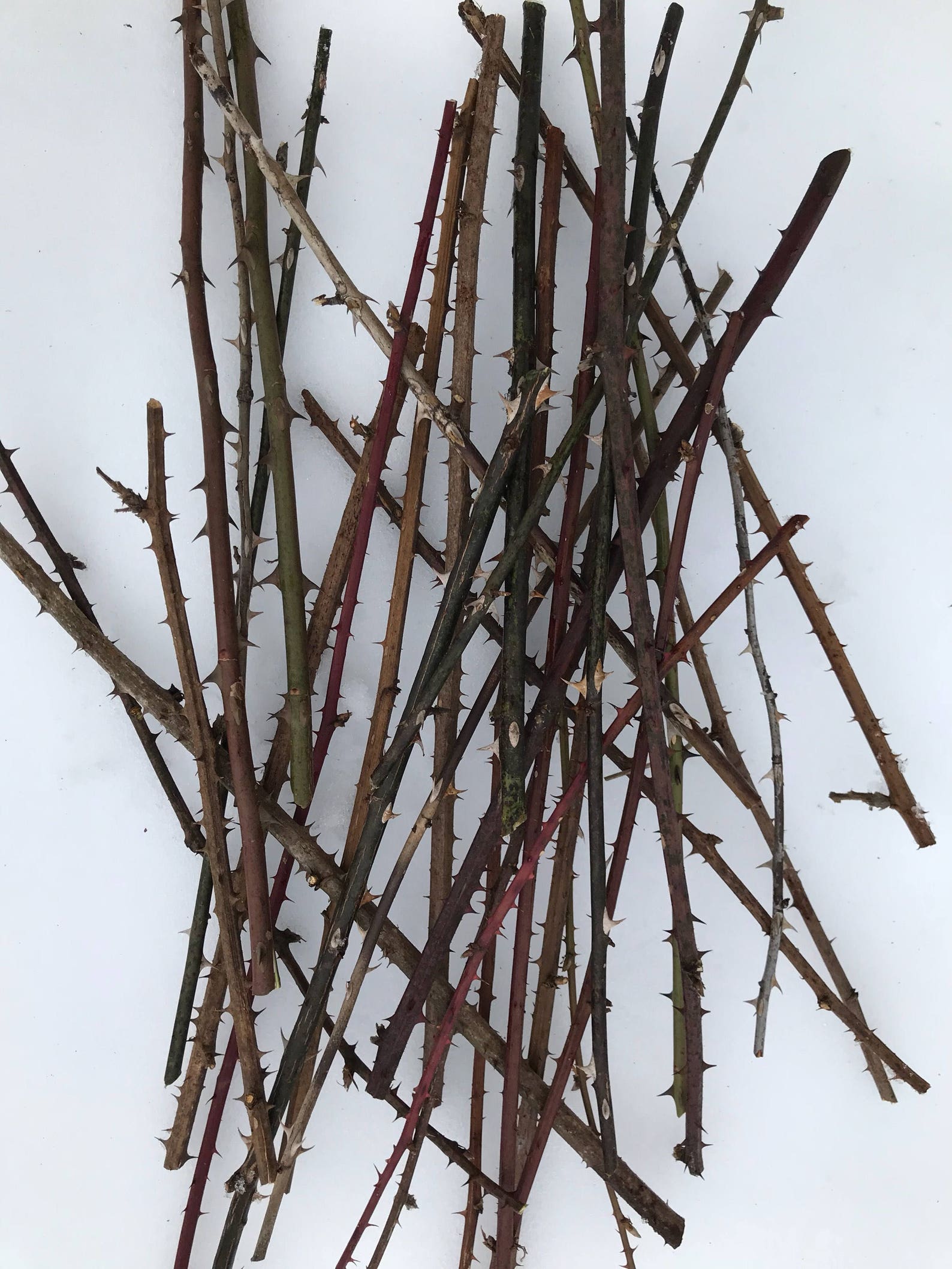 Thorn Branches Dried Rose Stems for Vases and Home Decor - Etsy