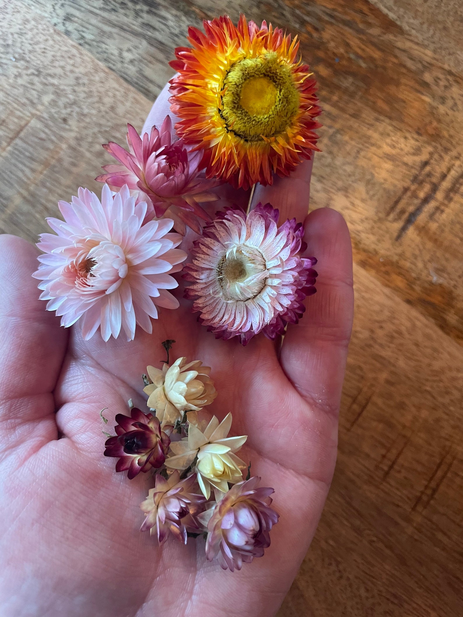 Collection of Teeny Tiny Strawflowers and Gomphrena Babies | Etsy