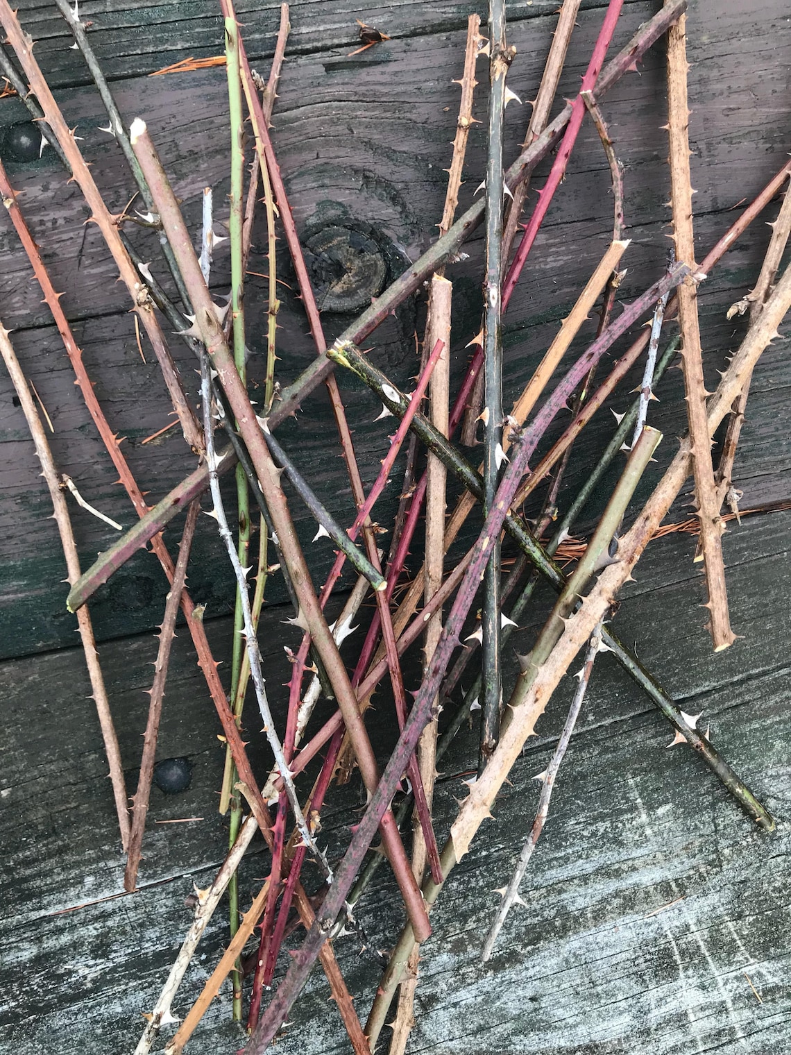 Thorn Branches, Dried Rose Stems for Vases and Home Decor, Branches ...